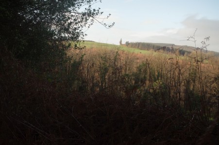 Walking the Killavullen Loop – Tea and a camera