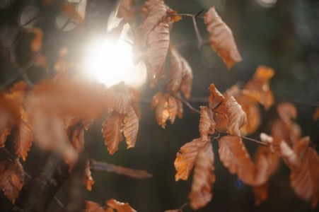 Walking the Killavullen Loop – Tea and a camera