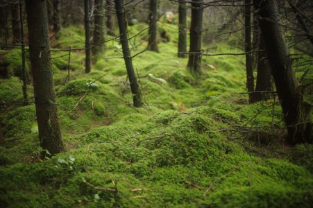 Walking the Killavullen Loop – Tea and a camera