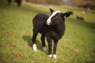 The Cat Shepherd and his Flock – Tea and a camera